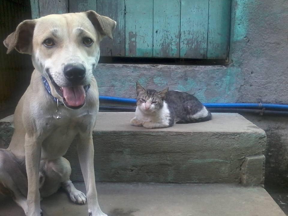 feeding program for stray dogs and cats | World Scouting