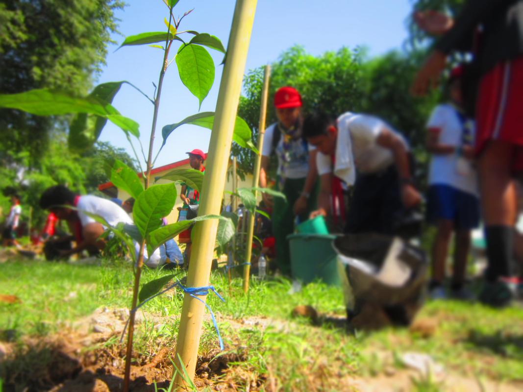 Tree Planting Activity | World Scouting
